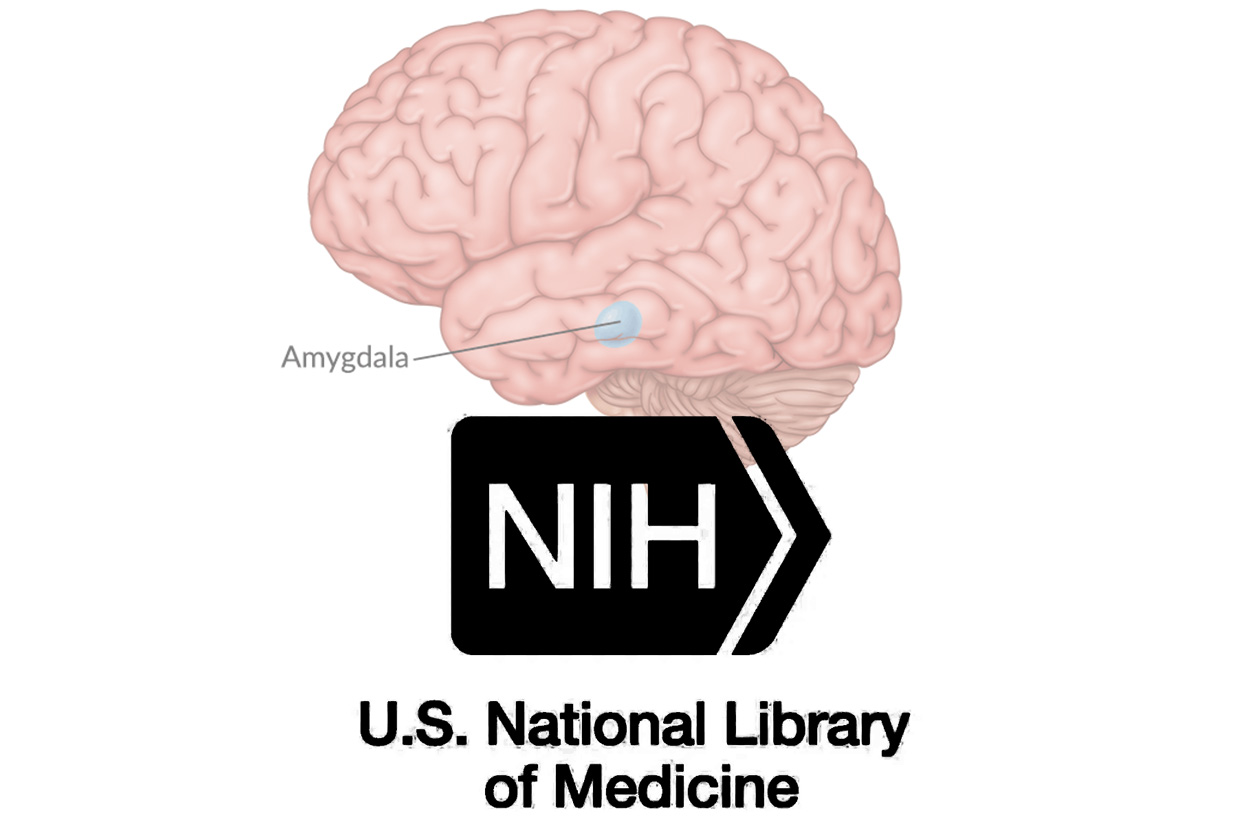 AACLU - Anxiety and Amygdala Brain Differences